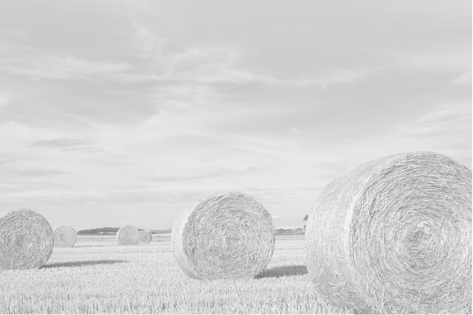 Sentry brand evolution